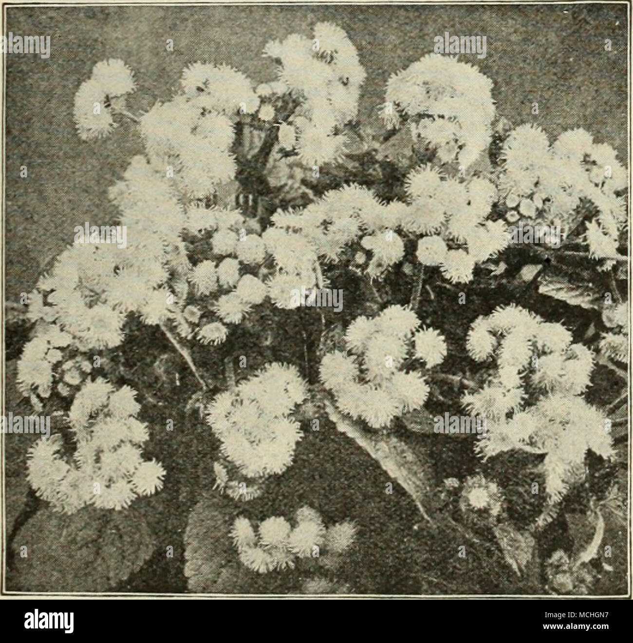 Climbing fumitory hi-res stock photography and images - Alamy