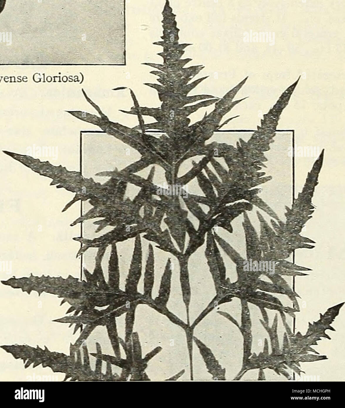 . Pteris Rivertontan.*. Pteris Wilsoni. Of compact habit, forming a ...