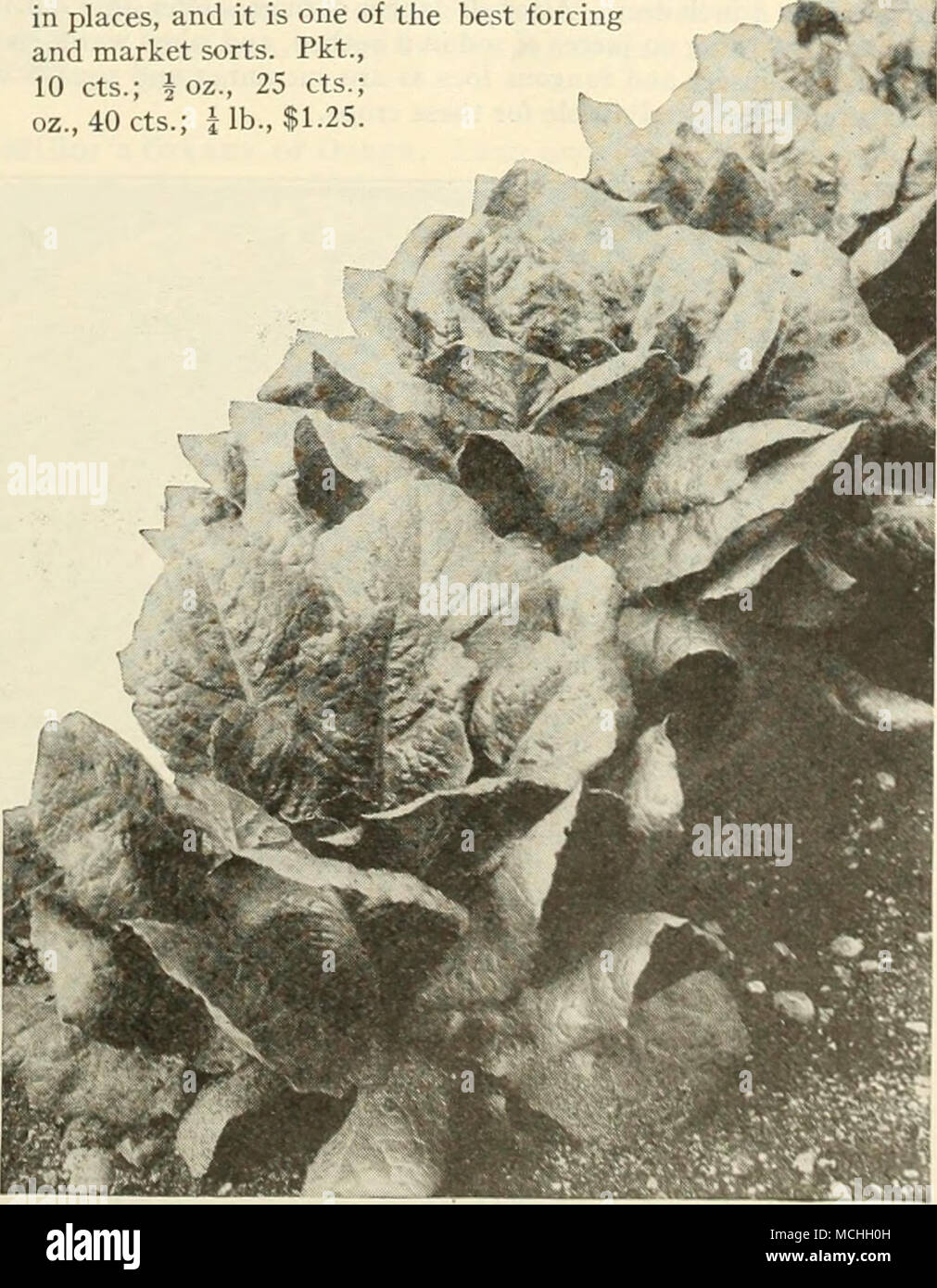 . Well-Grown Cos or Rom.ine Lettuce Is an indispensable summer delicacy ...