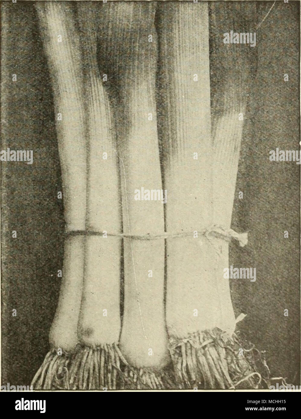 Leek types hi-res stock photography and images - Alamy