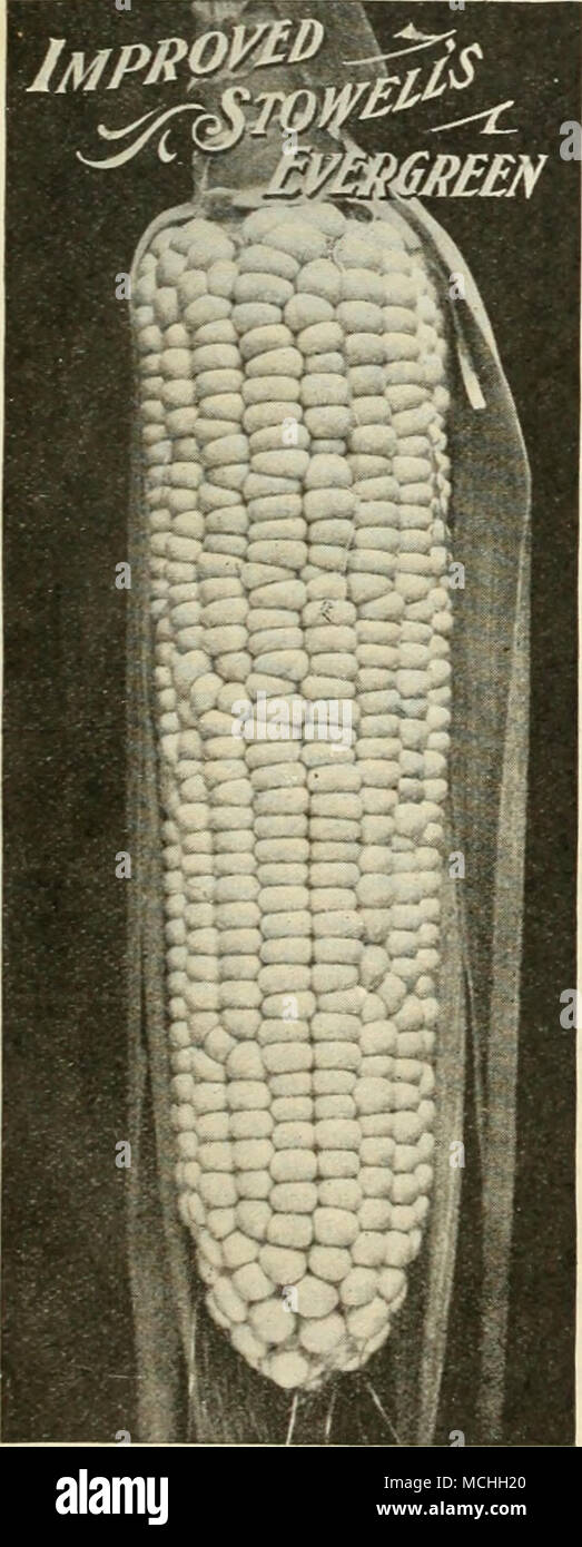 . Pop-Corn On the Ear Only White Rice. Lb., 25 cts White Pearl. Lb., 25 ...
