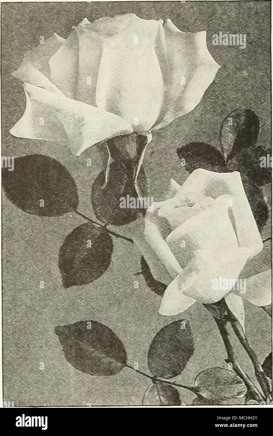 . STANDARD OR TREE-SHAPED ROSES The follomng choice, mostly Hybrid-Tea ...