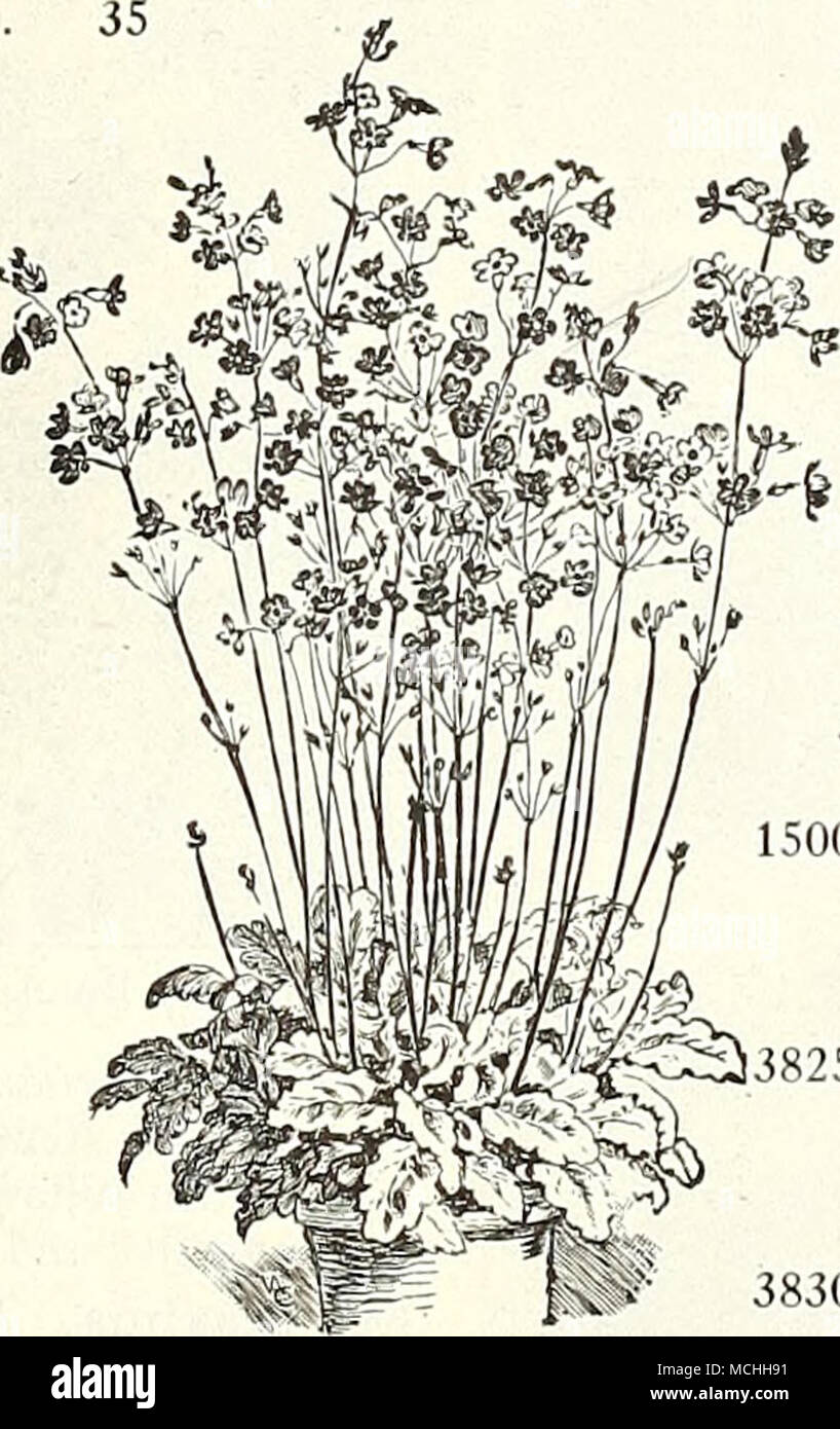 . Primula Malaccides (Improved Baby Primrose) Dreer's "Peerless ...