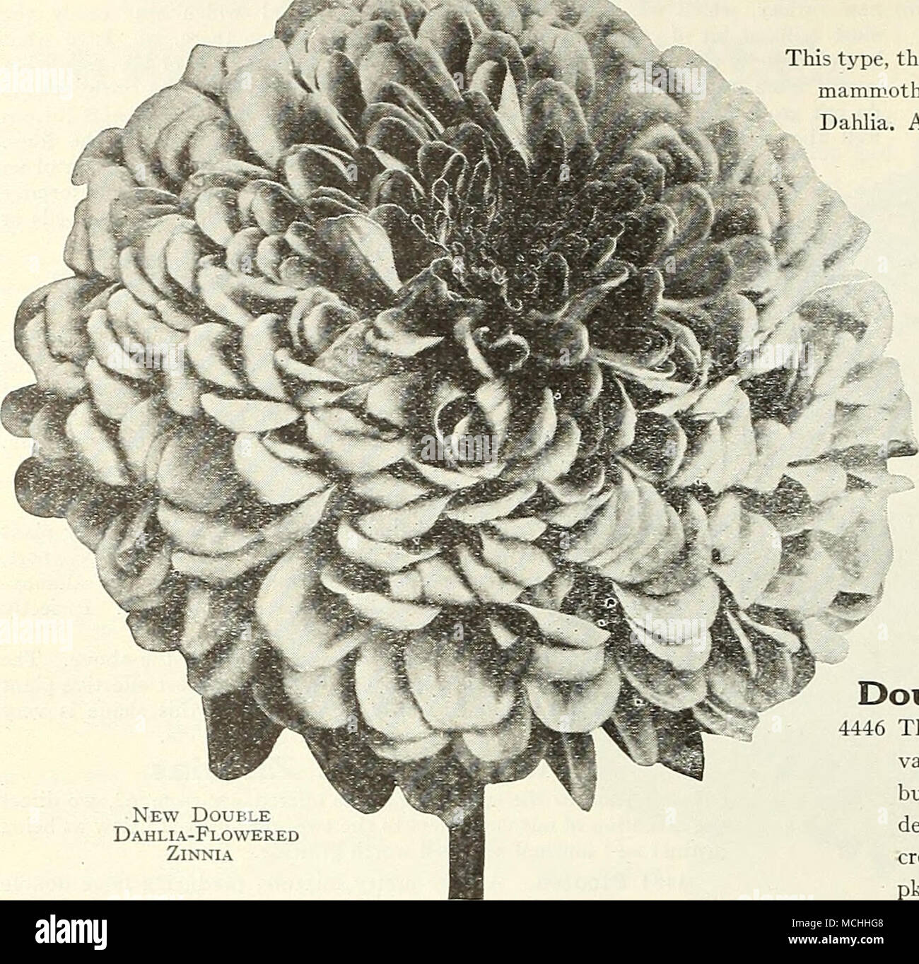 . New Double Dahlia-Flowered Zinnia Dreer's Special Strain of Giant ...