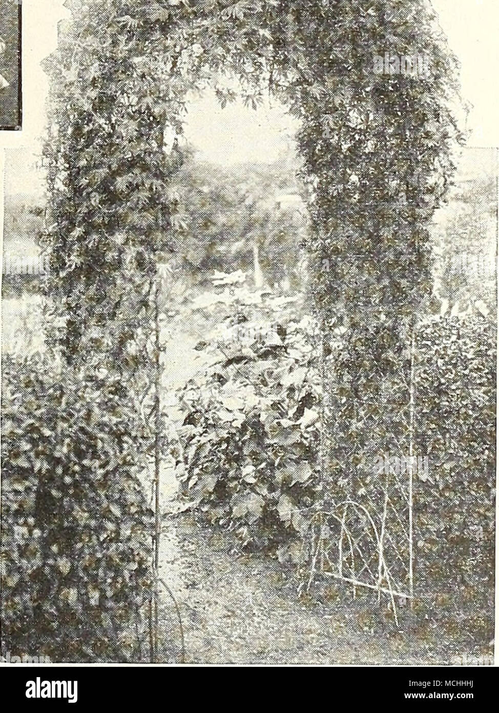 Cardinal climber hi-res stock photography and images - Alamy