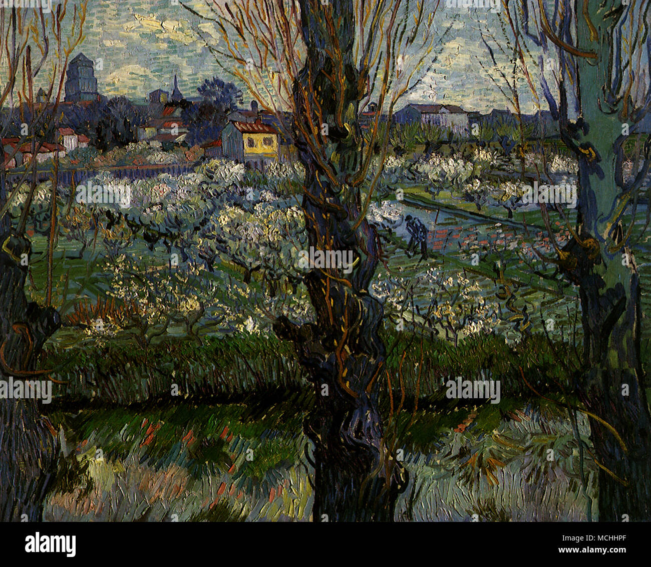 Orchard in Bloom with Poplars Stock Photo - Alamy