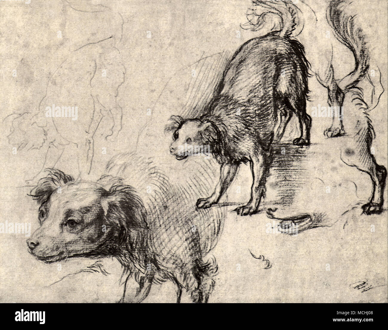 Studies of a Dog Stock Photo - Alamy