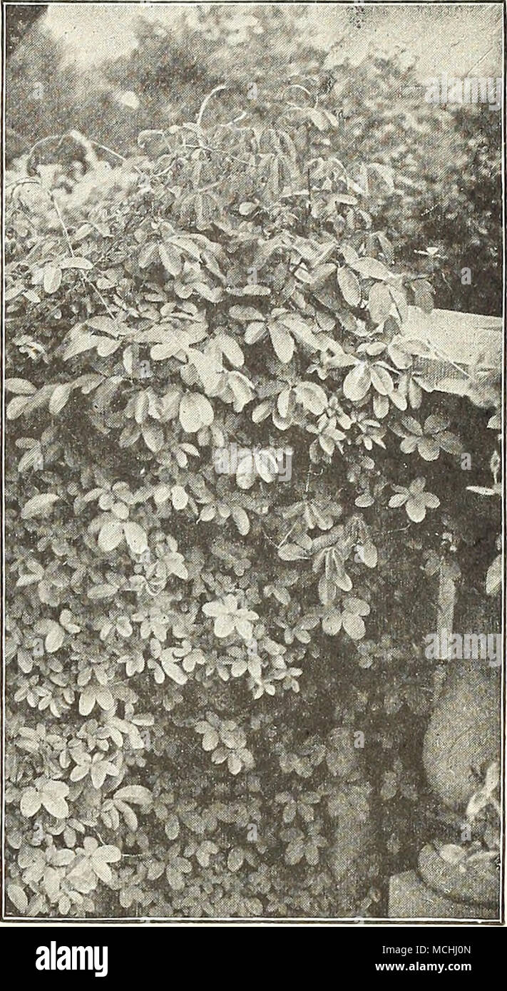 . rocks or for a low trellis. 25 cts. each; Akebia Quinata Ampelopsis ...