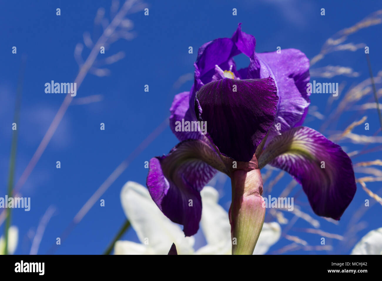 Iris germanica, Iris Flower bloom close up With Blue Sky background ...
