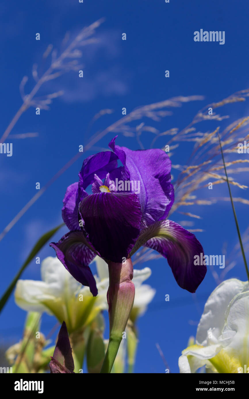 Iris germanica, Iris Flower bloom close up With Blue Sky background ...