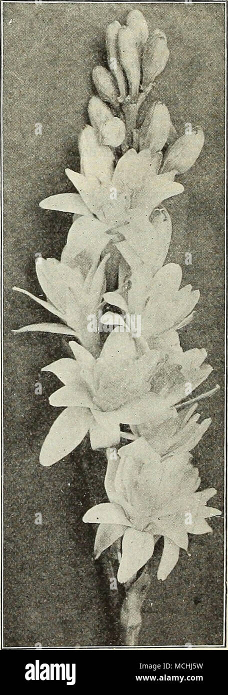 Tuberose the pearl hi-res stock photography and images - Alamy