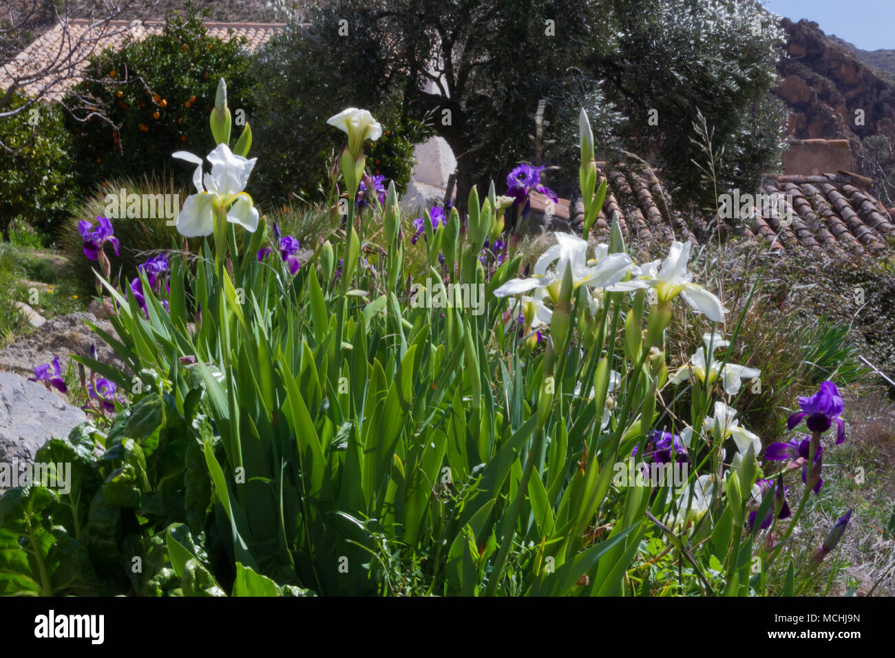 Bearded Iris Germanica High Resolution Stock Photography and Images - Alamy