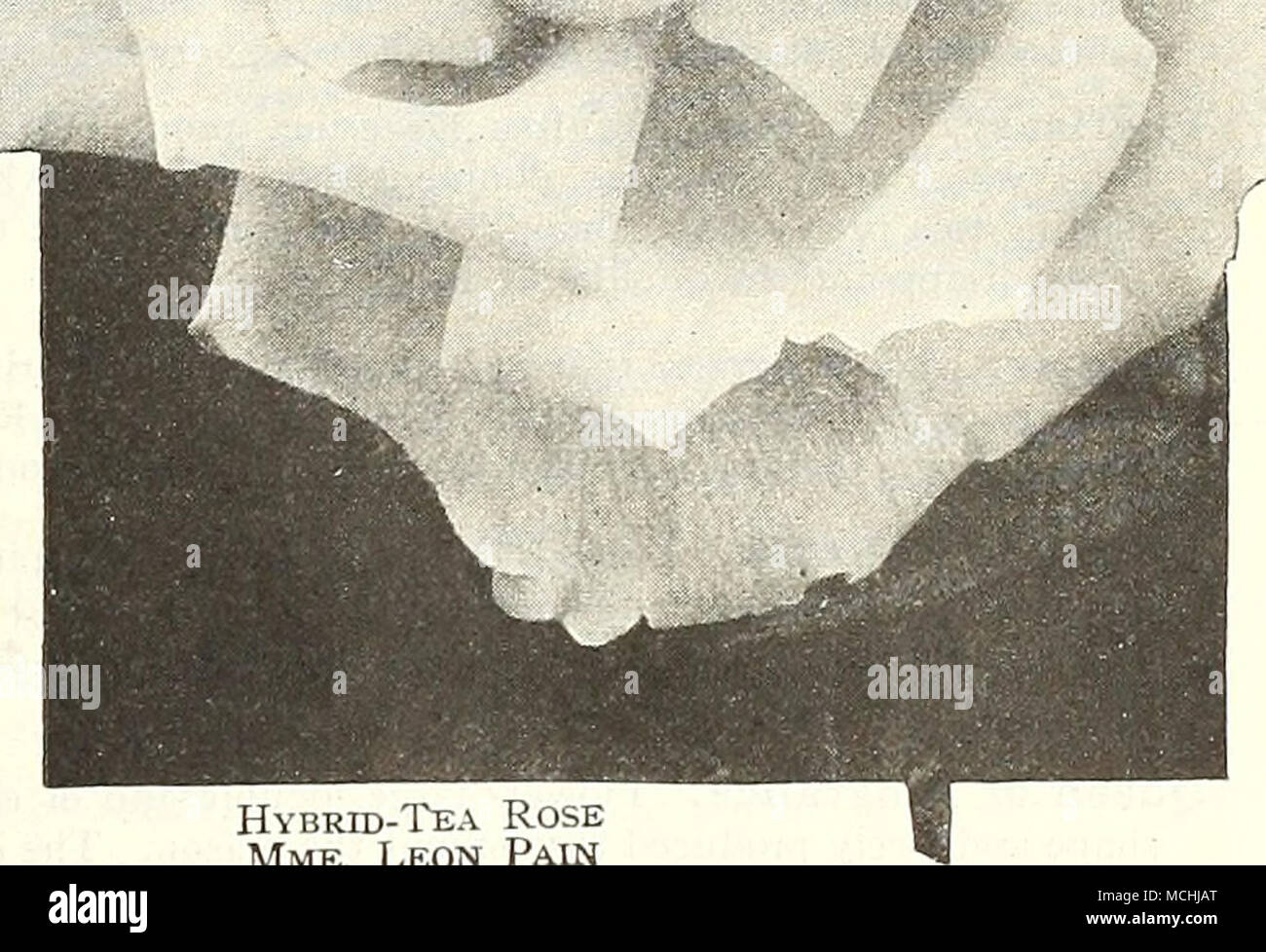 Lolita rose hi-res stock photography and images - Alamy