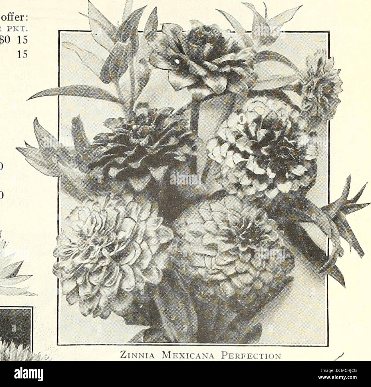 . ZiNNi. Mexicana Perfection DREER'S SUPERB ZINNIAS XERANIME .IbM Stock ...