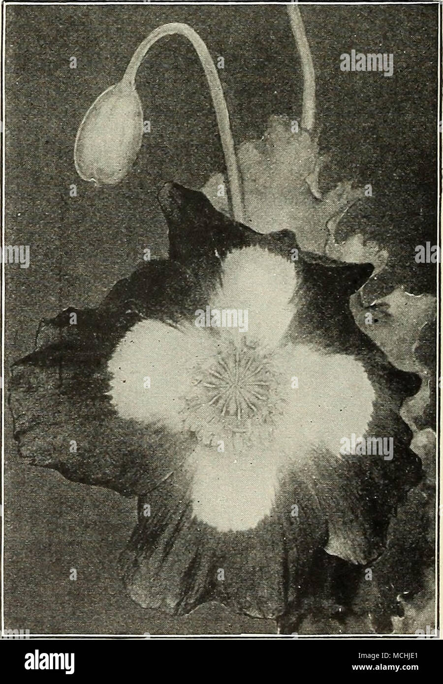 . Danebrog, or Danish Cross Poppy Poppies are continued on pages 105 ...