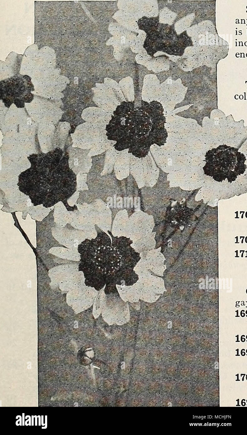 Calliopsis cut out hi-res stock photography and images - Alamy