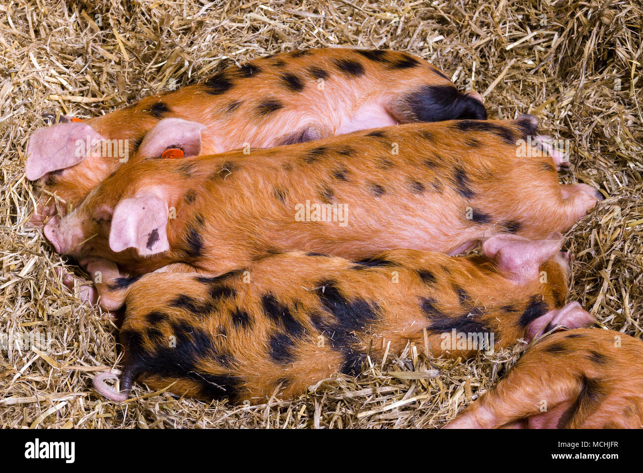 British black piglets hi-res stock photography and images - Alamy