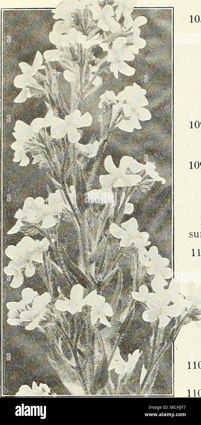 Climbing fumitory hi-res stock photography and images - Alamy