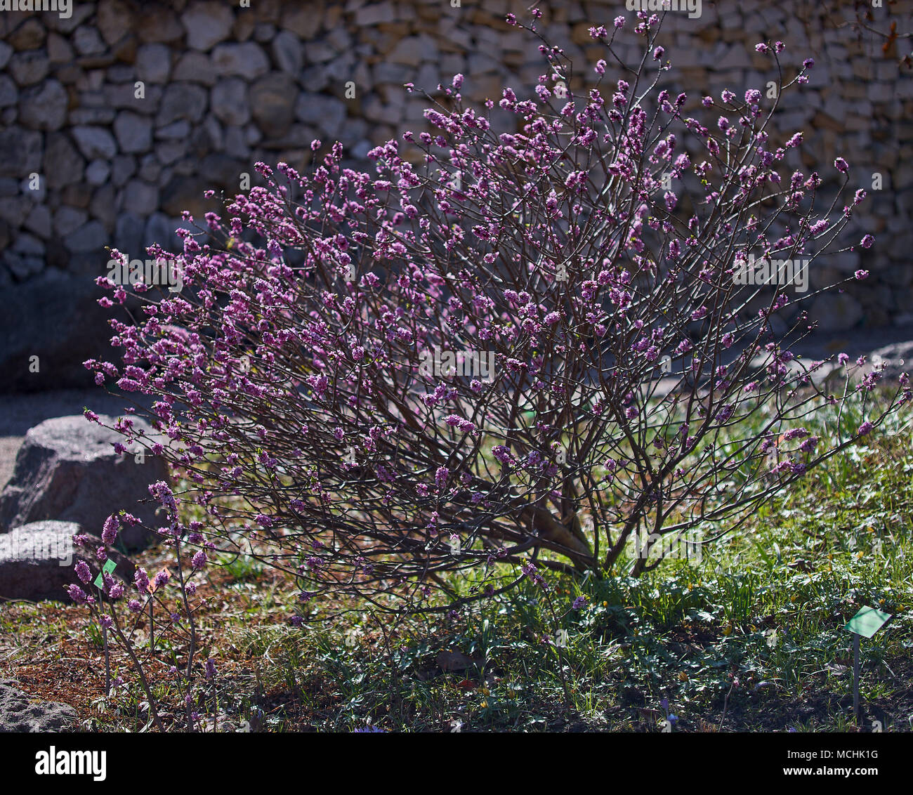 Mezereon bush in full bloom Daphne mezereum Stock Photo - Alamy
