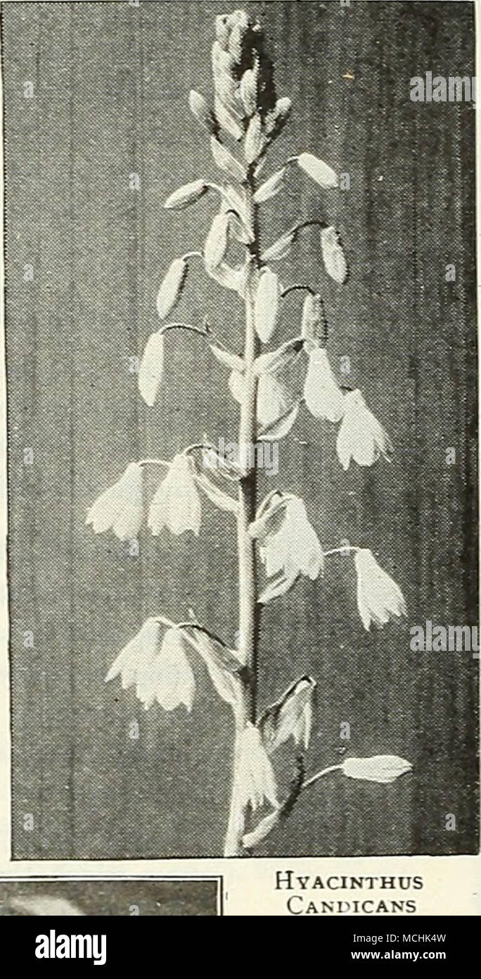 Hyacinthus Candicans High Resolution Stock Photography and Images - Alamy