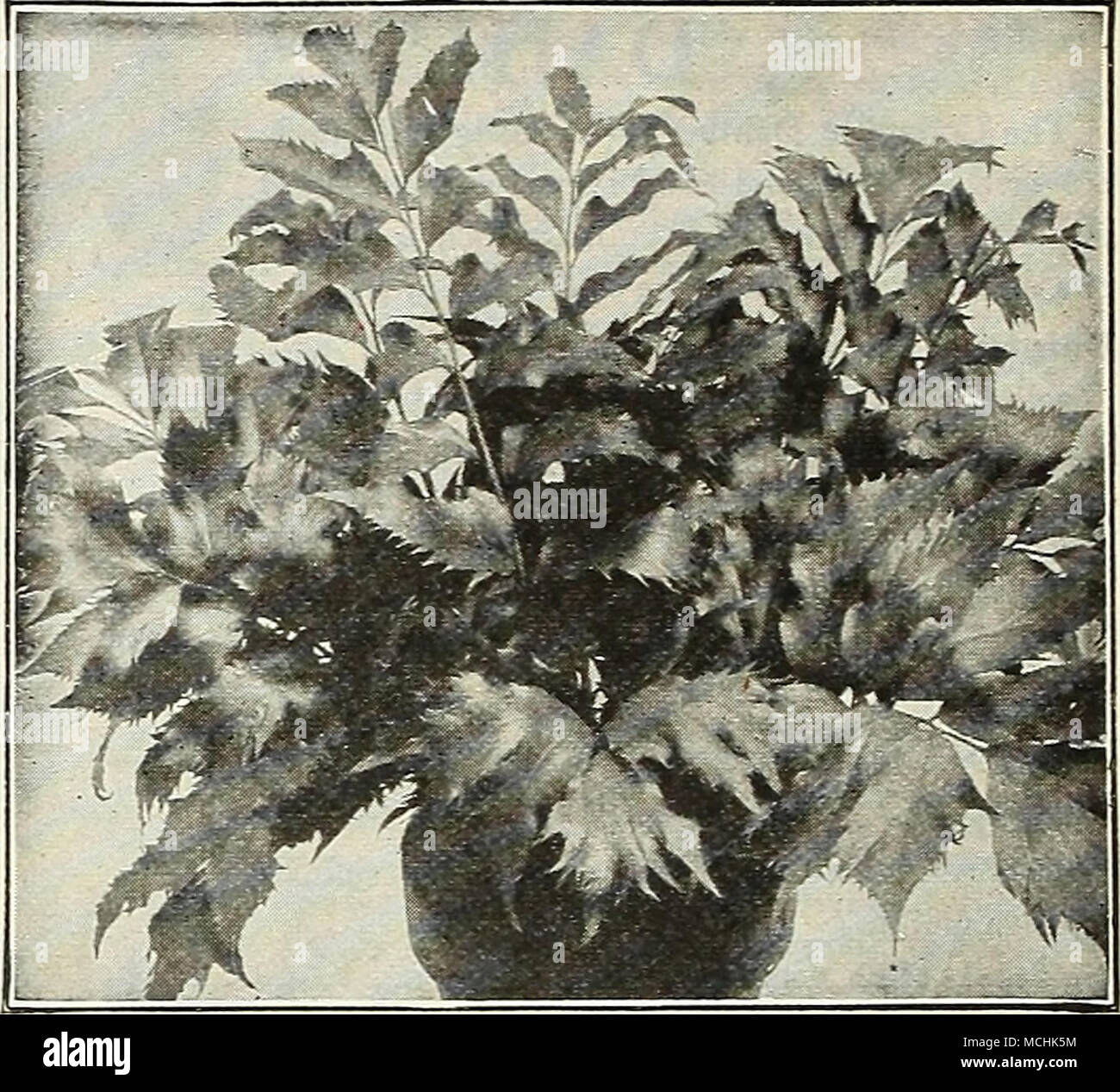 . Ostrich Plume Fekn Crested Hollv Fern Dreer's Fine Ferns We offer ...