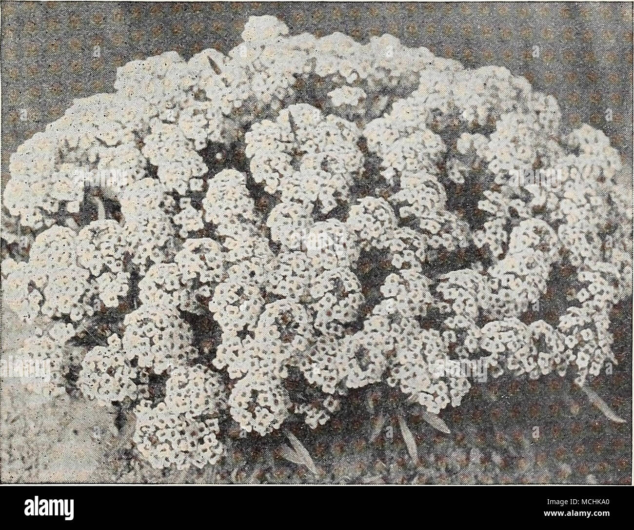 . Alyssum Little Gem or Carpet of Snow AH Flower Seeds are delivered ...