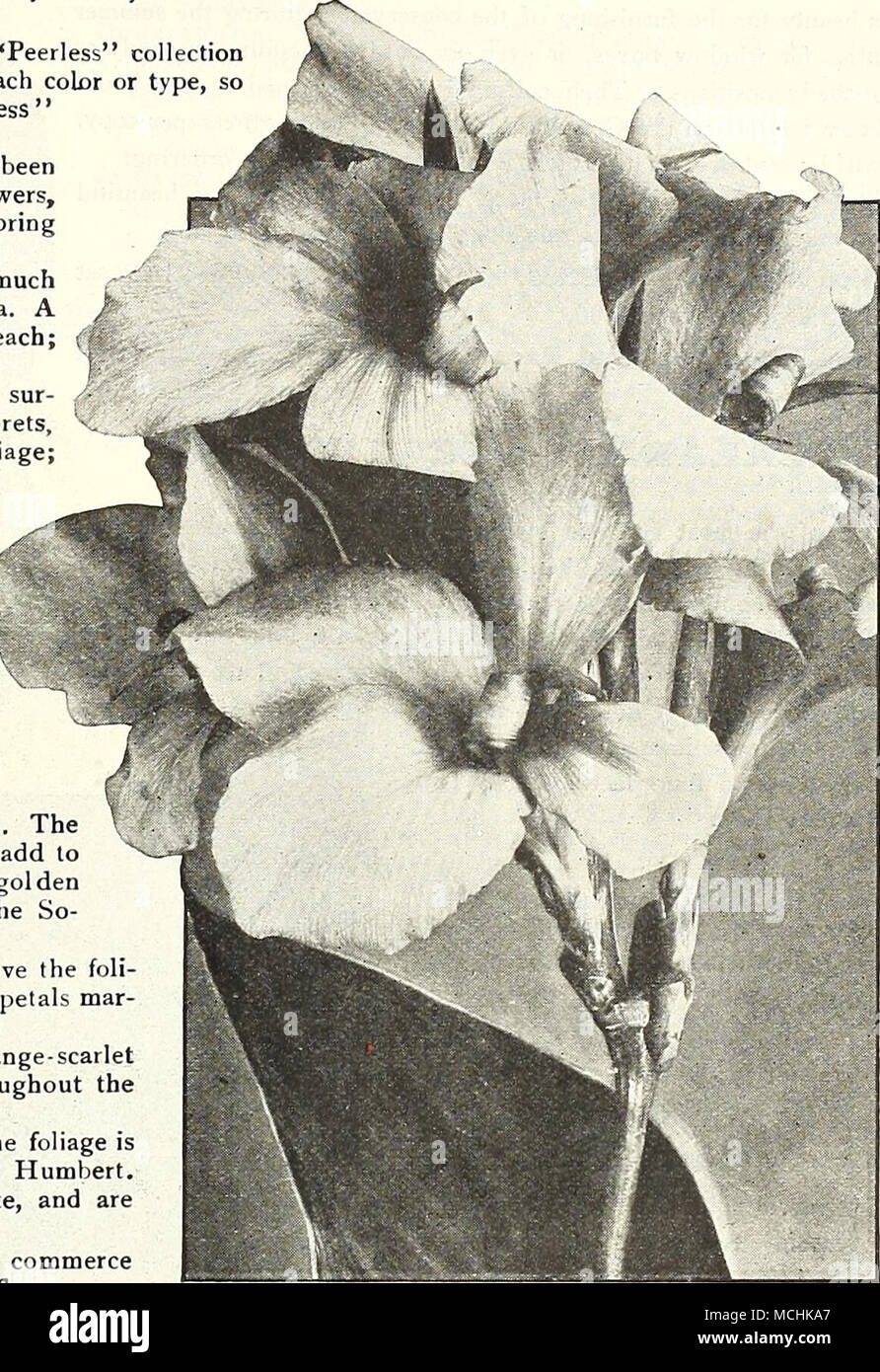 Red king humbert canna hi-res stock photography and images - Alamy