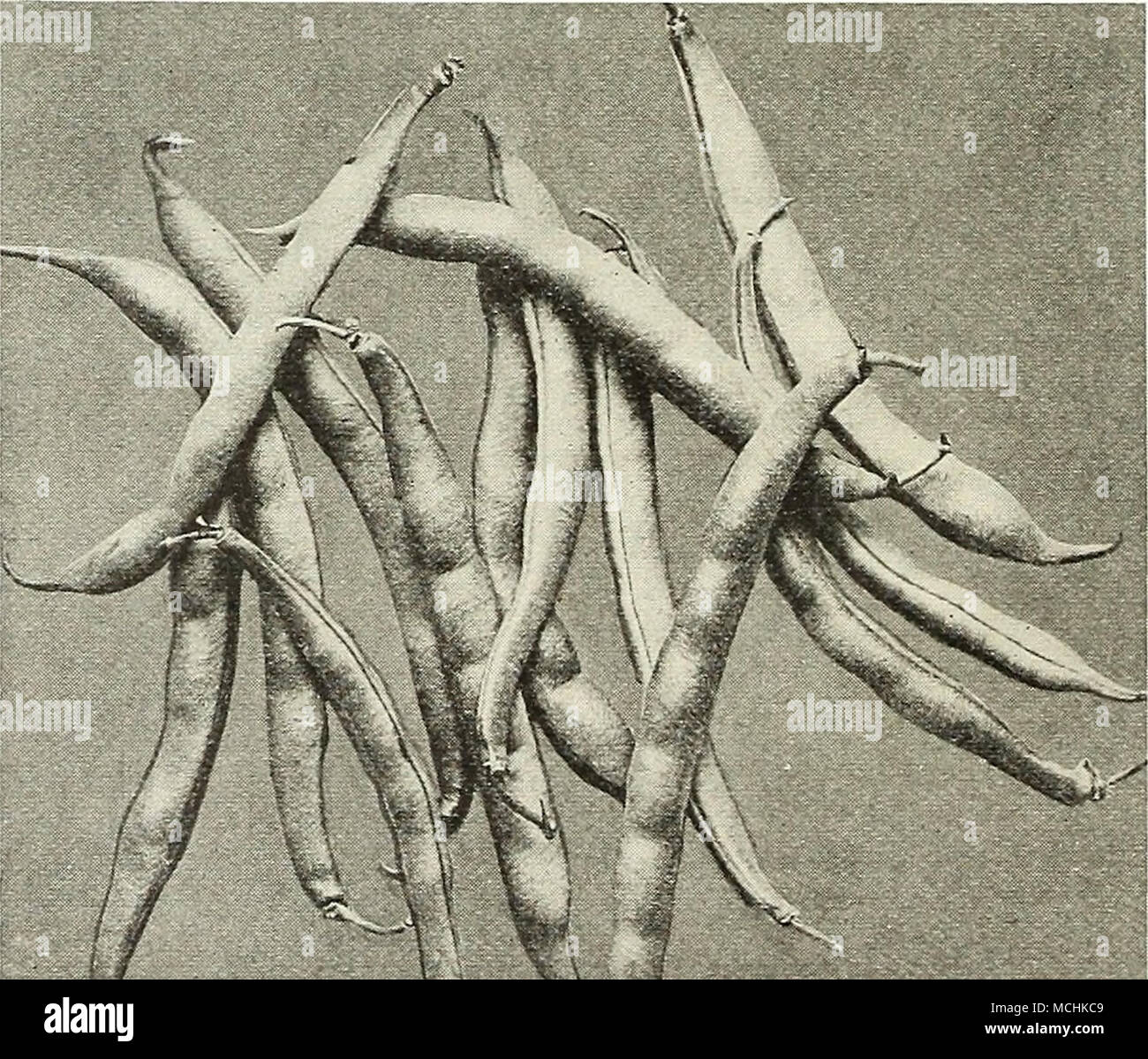 . Stringless qreen Pod Bean Stock Photo - Alamy