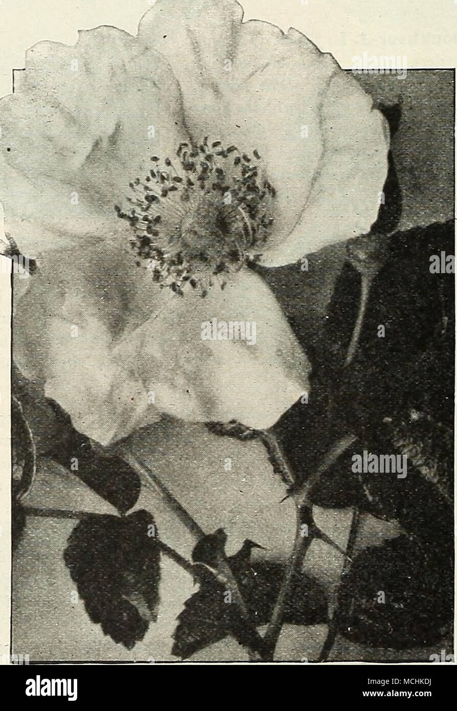 . New Trailing Rose, Max Graf Stock Photo - Alamy