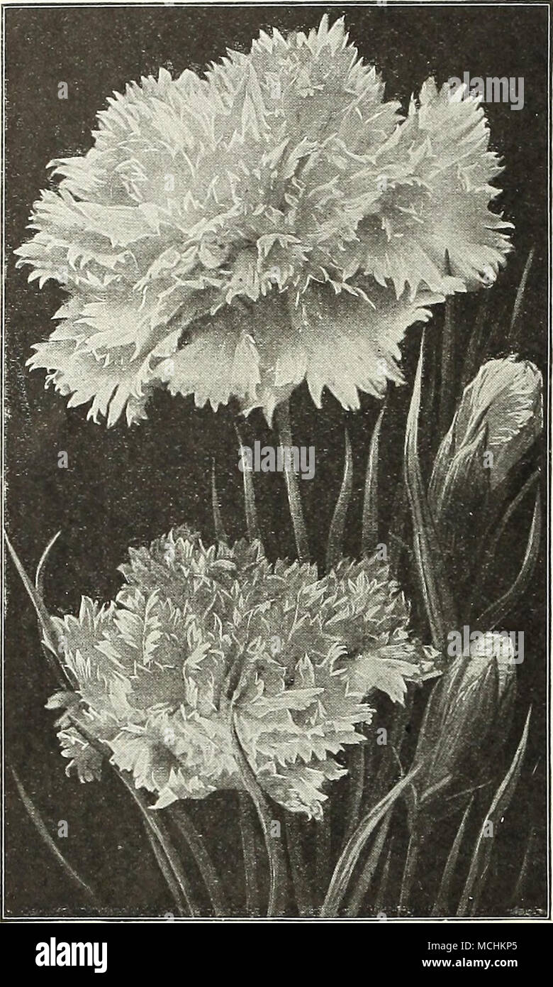 . Giant Marguerite Carnation CER ASTIUM (Snow in Summer) PER PKT 1911 ...