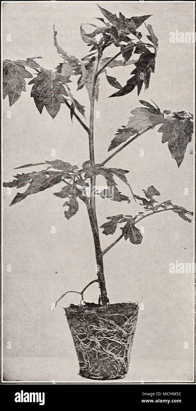 . Pot-grown Tomato Plant (Showing the Strong Root Development Stock ...