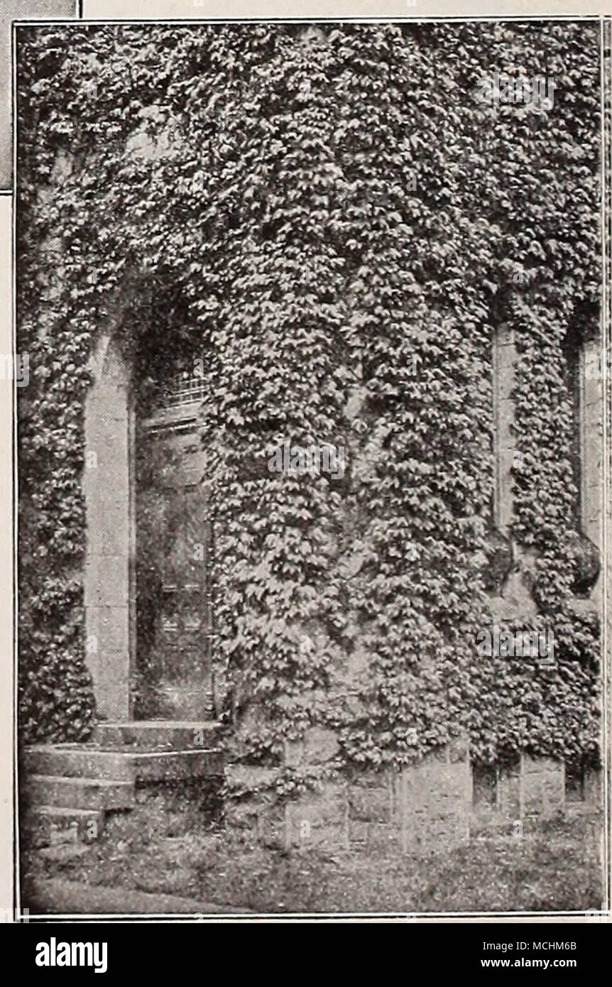 Veitchi High Resolution Stock Photography and Images - Alamy