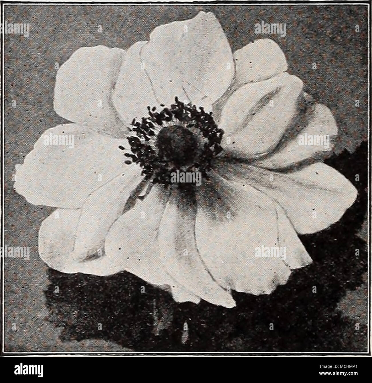 . Japanese Anemonb AMSONIA Sallcifolius. A stout, shrub-like plant ...
