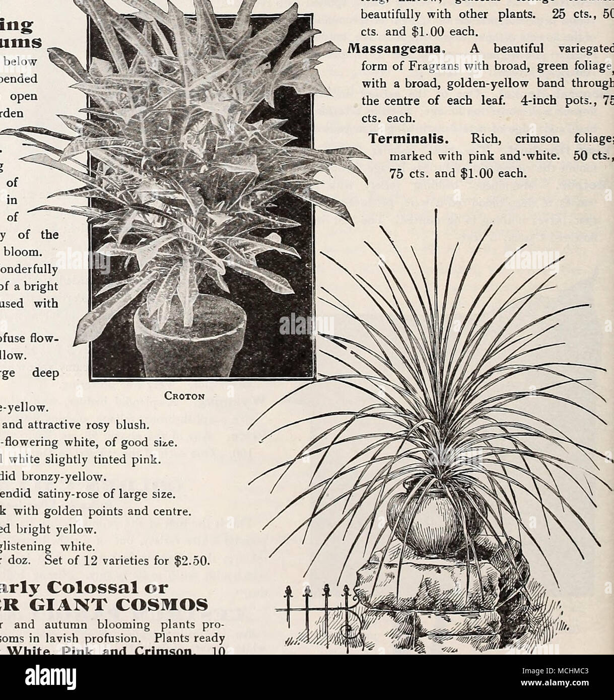 Dbac hi-res stock photography and images - Alamy