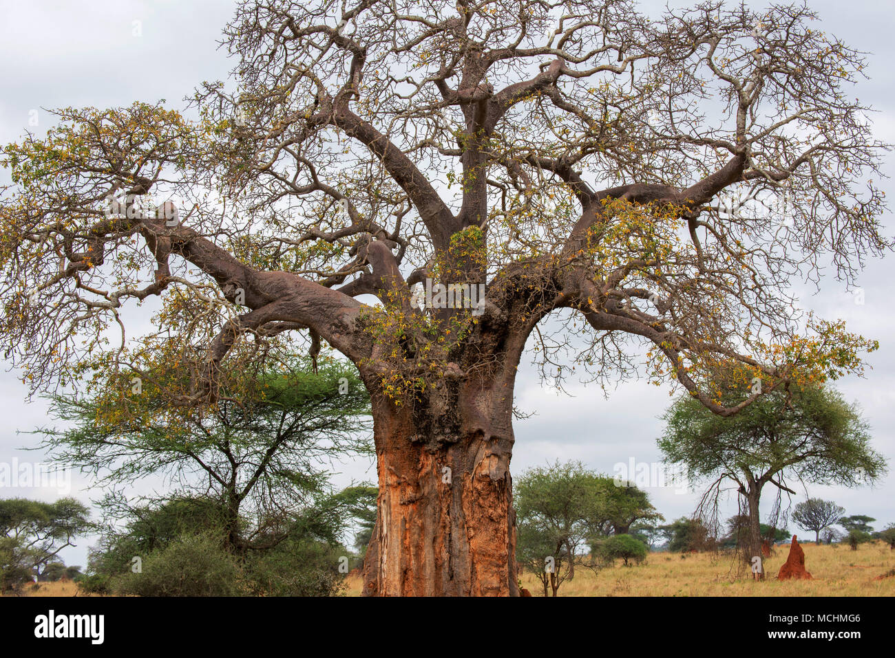 African savanna trees and grass hi-res stock photography and images - Alamy