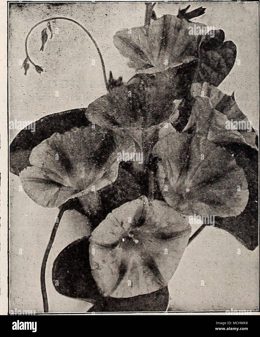 . Convolvulus Major (Morning Glory) How to grow Annuals and Perennial ...