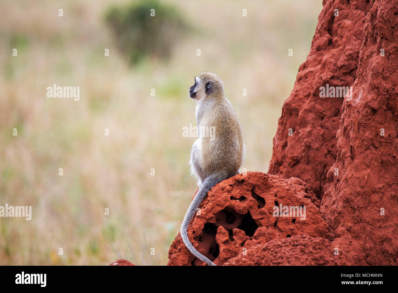 VERVET MONKEY (CHLOROCEBUS PYGERYTHRUS) SITTING ON TERMITE MOUND ...