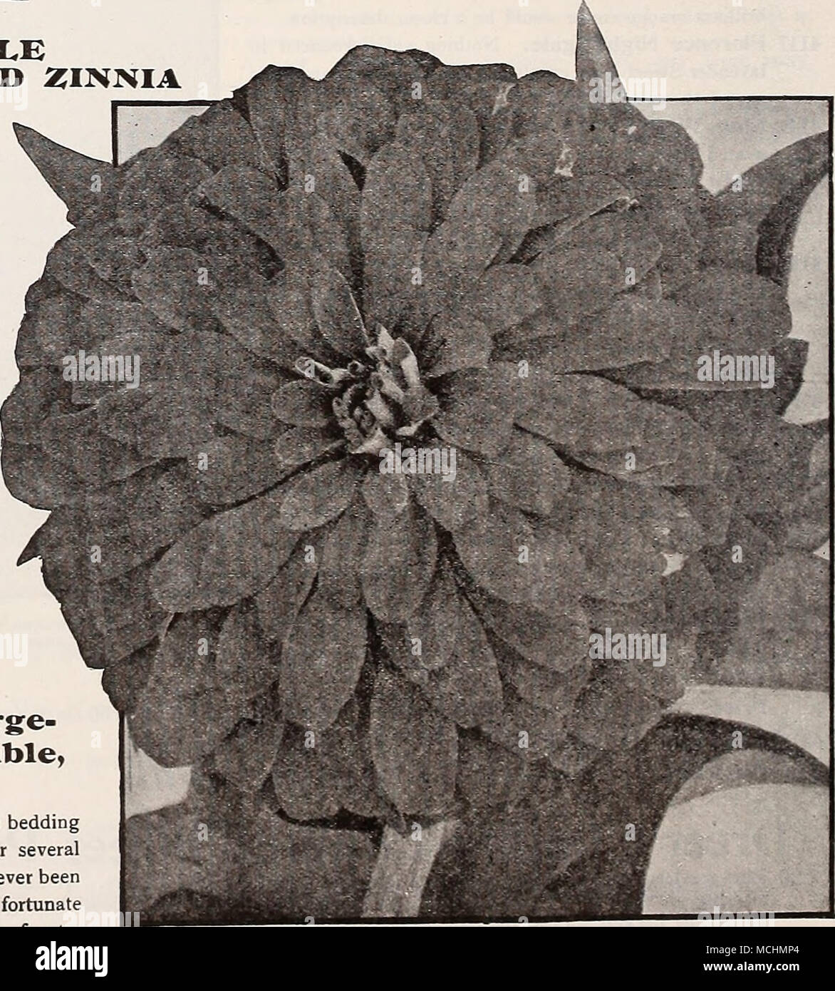 . Giant Doublb Zinnia. (Two-thirds natural size Stock Photo - Alamy