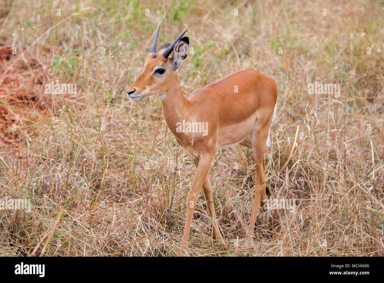 Lyre shaped horns hi-res stock photography and images - Alamy