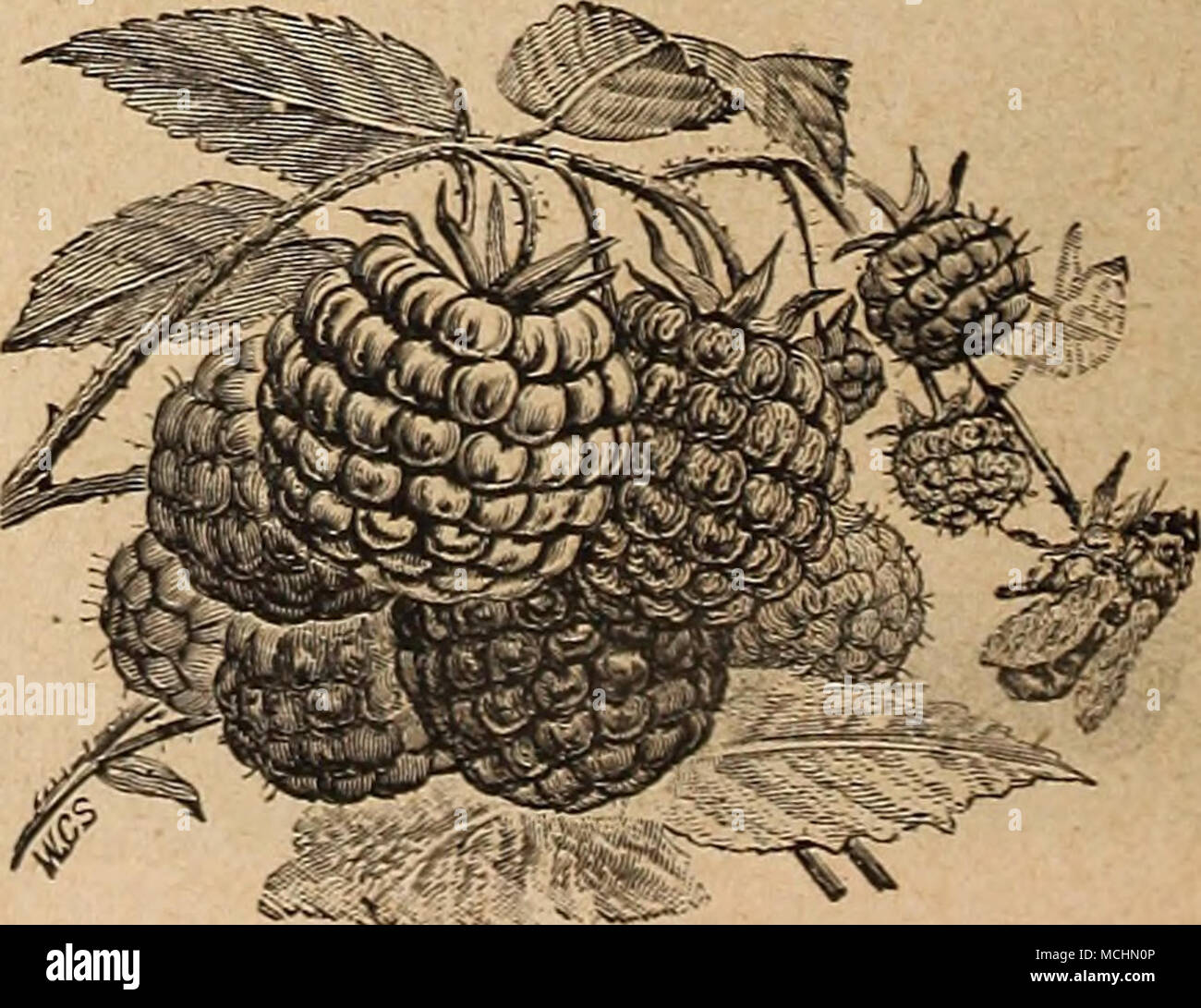 Hardy grapes hi-res stock photography and images - Alamy