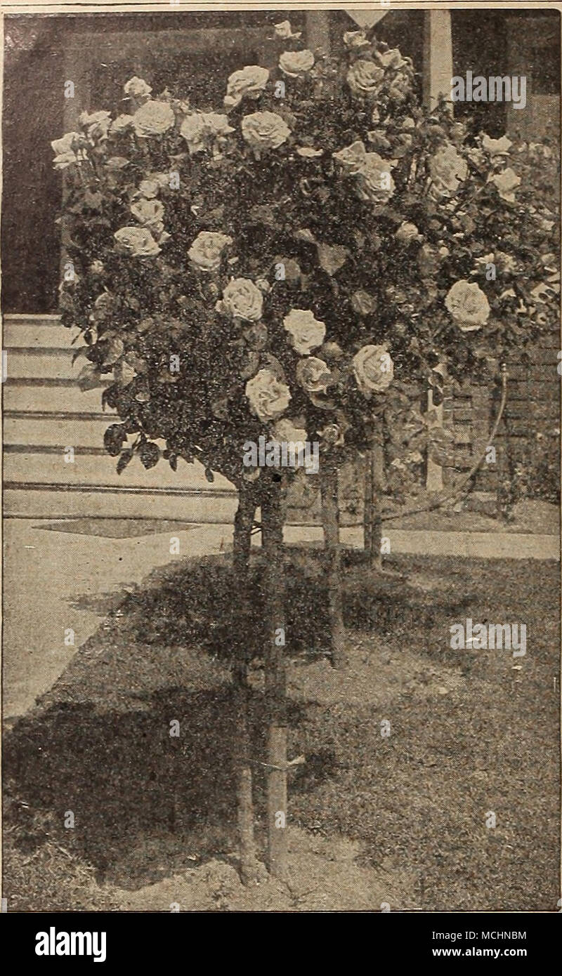 . SELECT-ROSES*' Tree-shaped Roses TREE-SHAPED ROSES The following ...