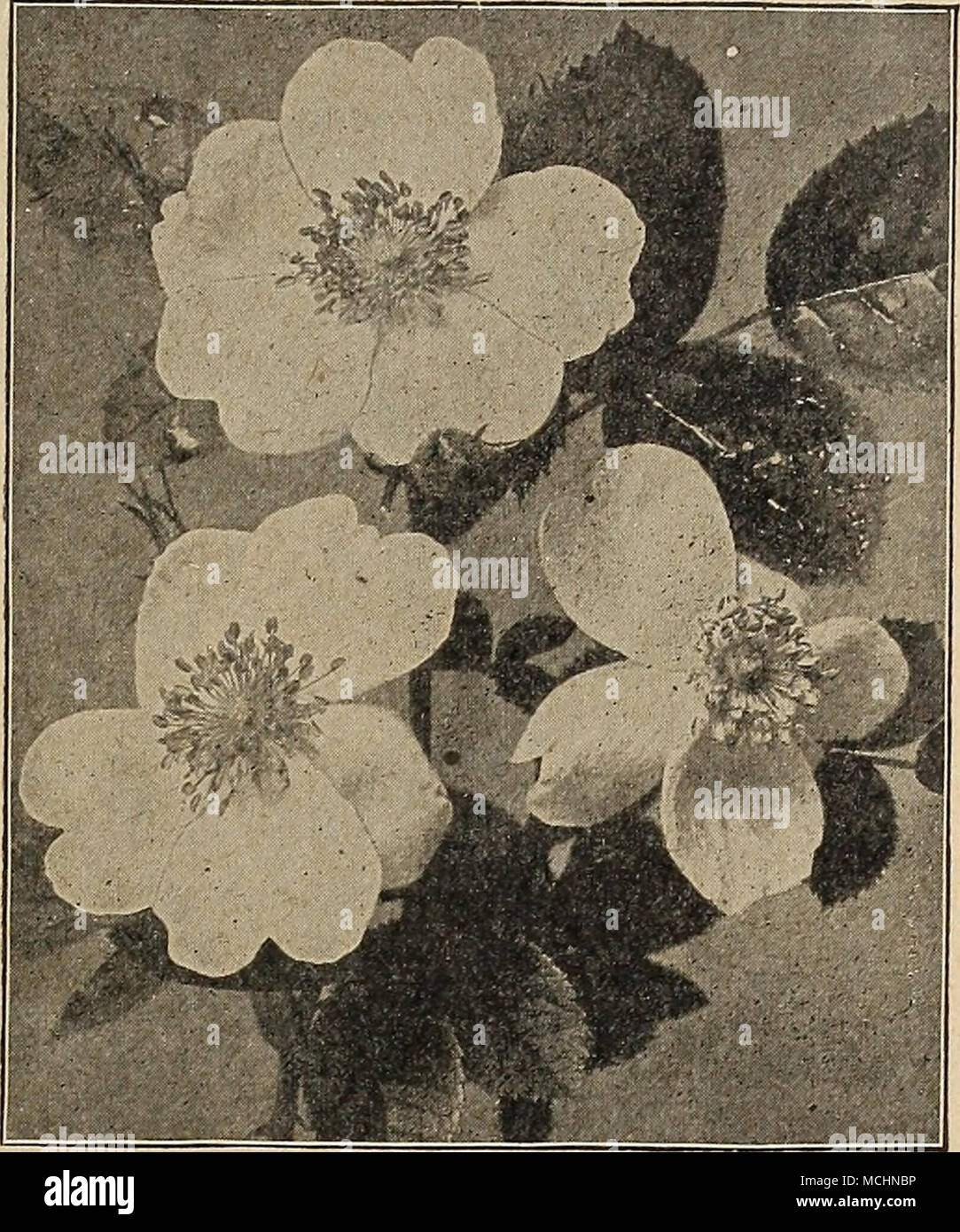 Two bourbon roses hi-res stock photography and images - Alamy