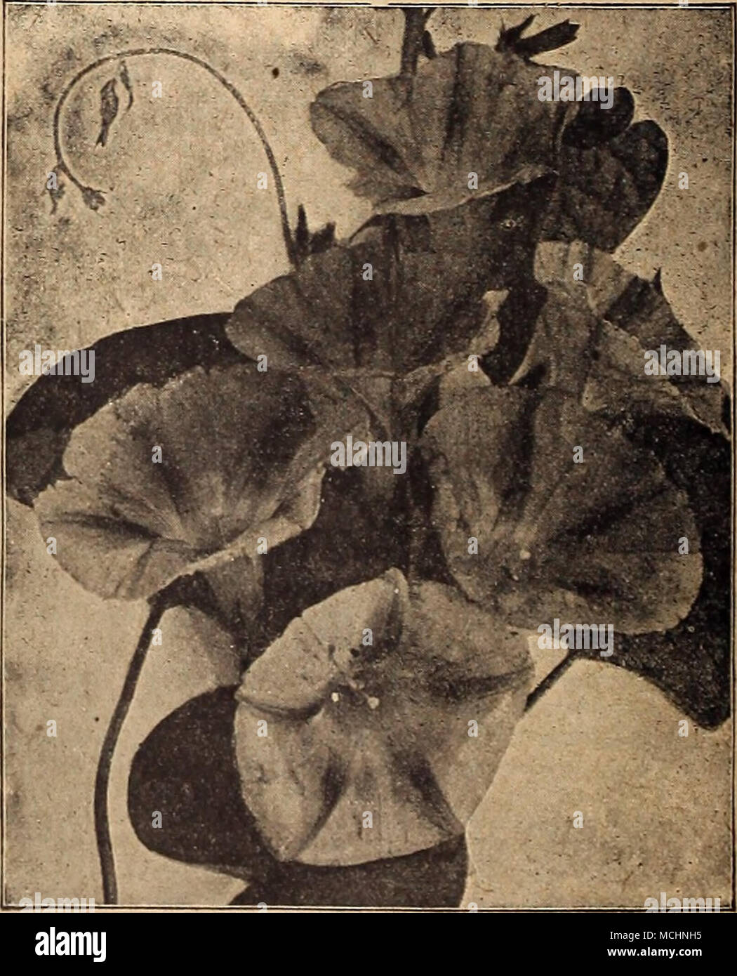 . Convolvulus Major (Morning Glory) How to Grow Annual, and Perennial ...