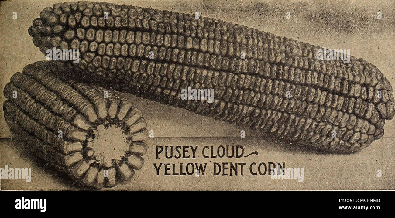 . PUSEY CLOUD. YELLOW DENT CORN Stock Photo - Alamy
