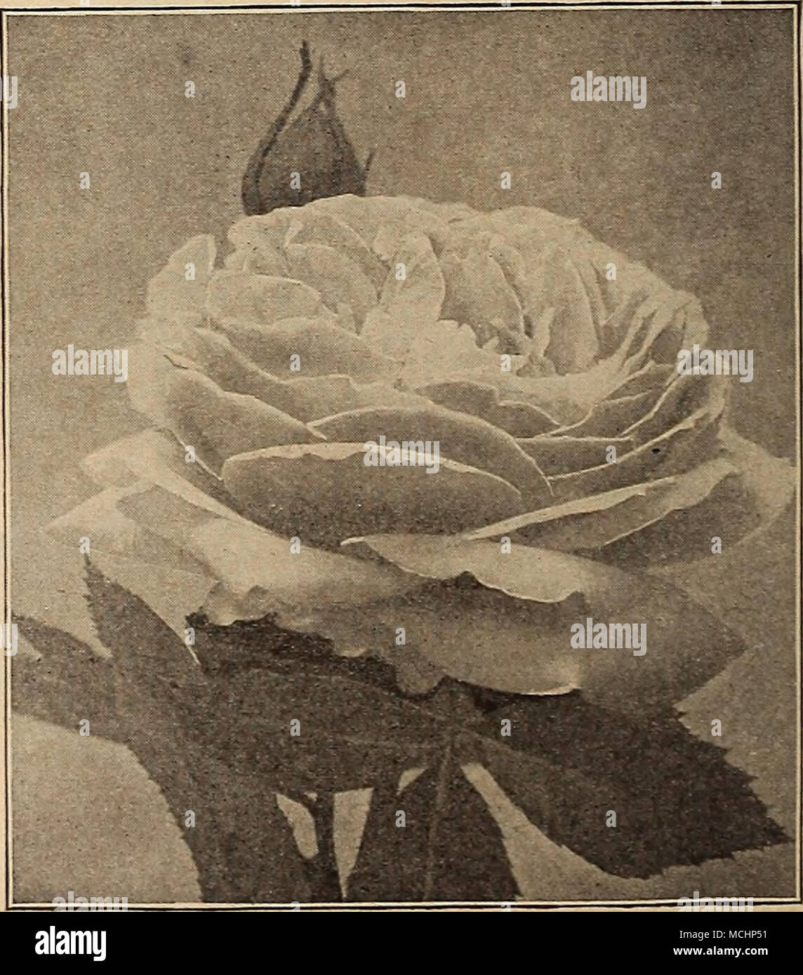 . Htbrid-Pbrpbtuai. Rosb, Mrs. John Laing Price. Any of the above in ...