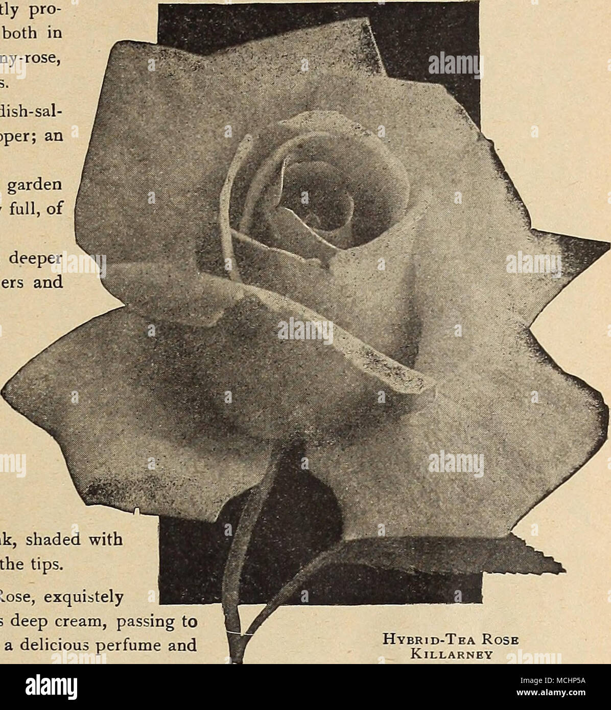 . Hybrid-Tea Rosb KiLLARNEY Stock Photo - Alamy