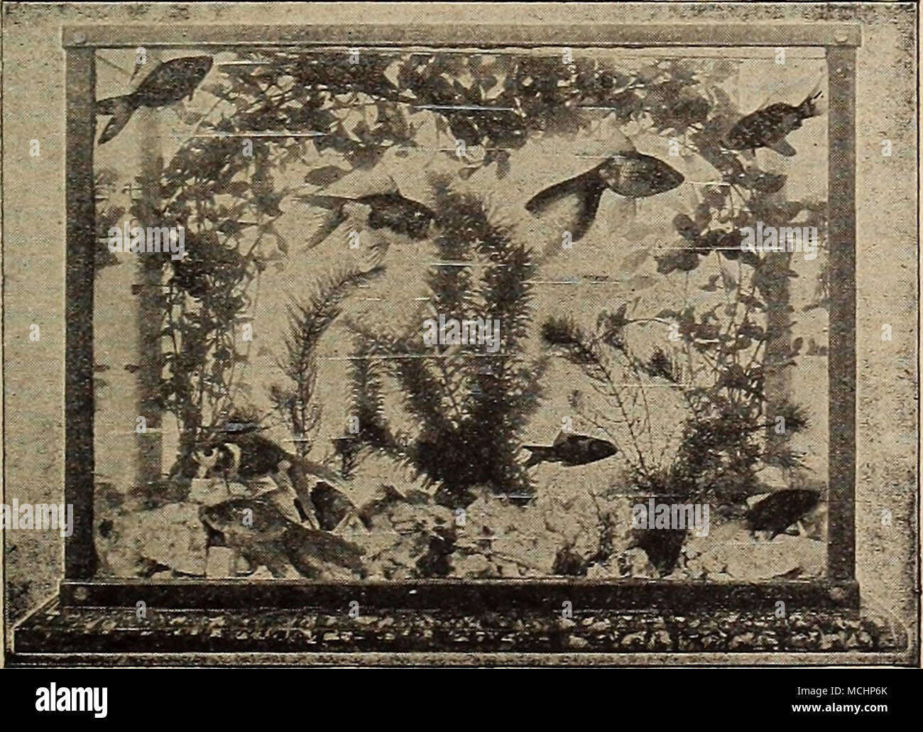 . NympH/EA Zanzibariensis VICTORIAS or ROYAL ^WATER LILIES Victoria ...