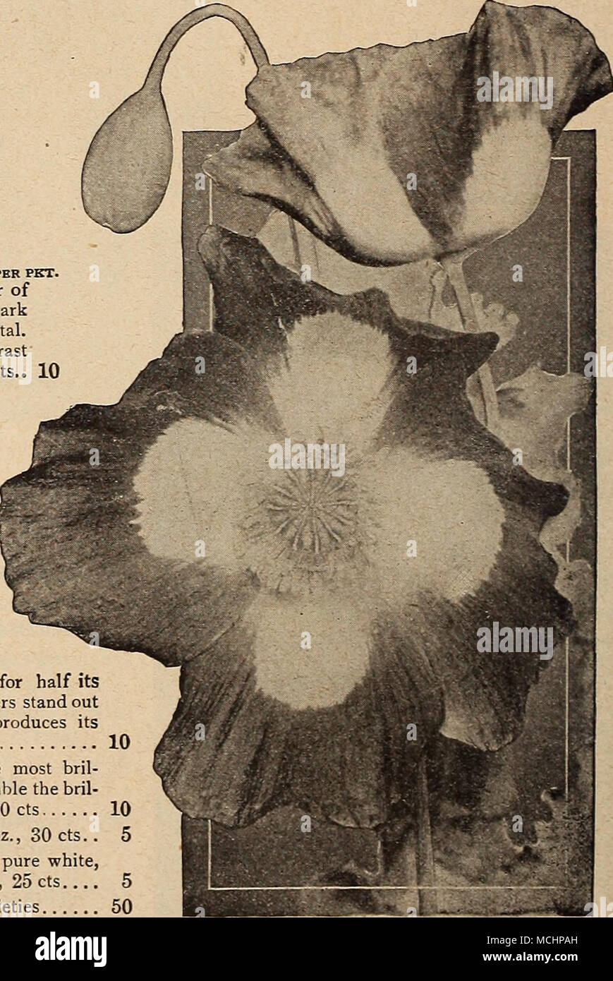 . Danebrog, or Danish Cross Poppy Stock Photo - Alamy