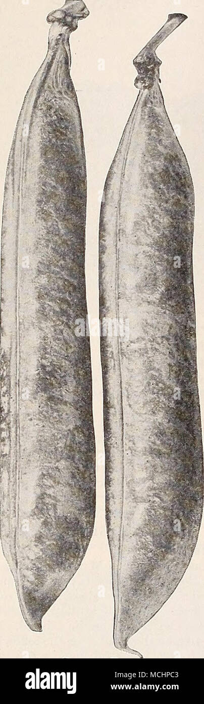 . Gradus Peas Stock Photo - Alamy