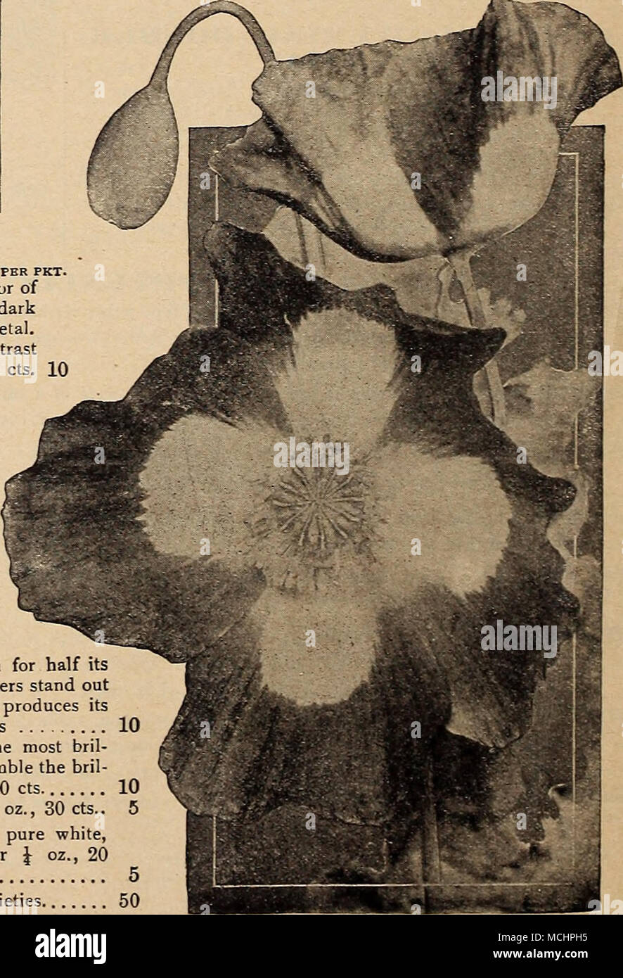 . Danebrog, or Danish Cross Poppy Stock Photo - Alamy